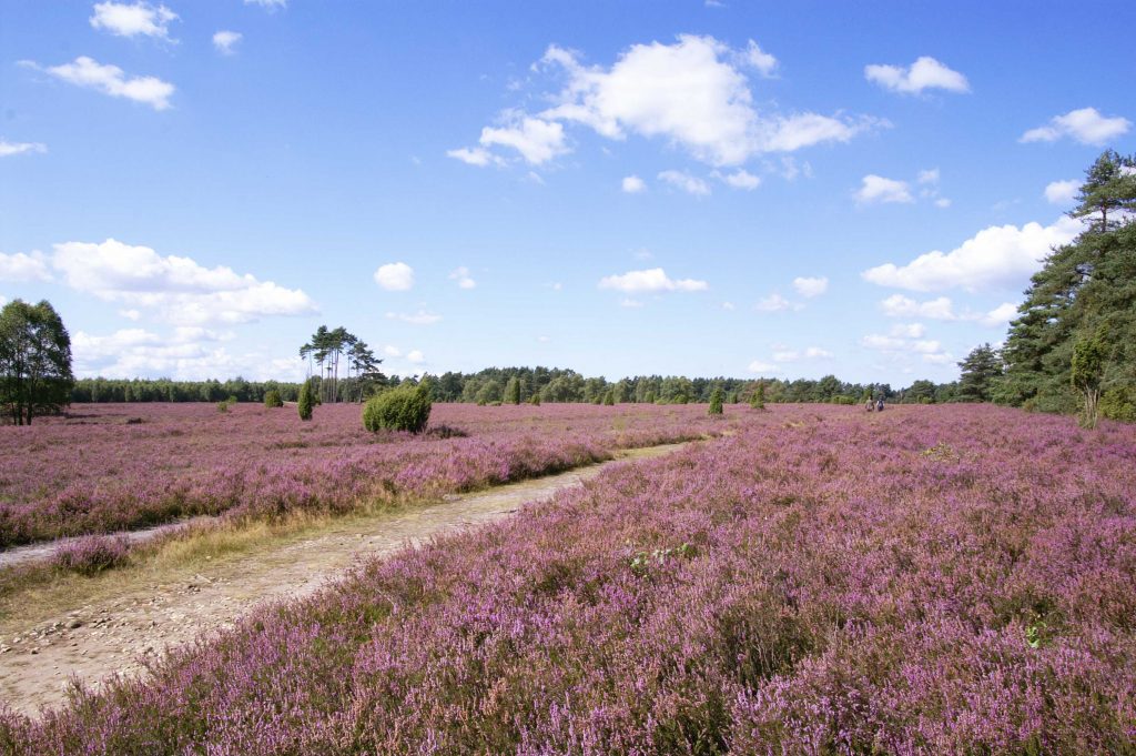 Hotel TraumzeitHof - Willkommen in der Lüneburger Heide